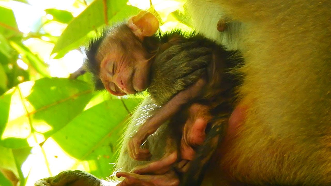 Newborn baby monkey lacks milk to feed. - YouTube