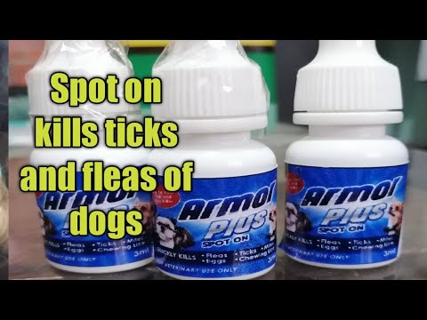 How to Apply Spot on for Dogs // Mabisang Pamatay ng mga Garapata - YouTube