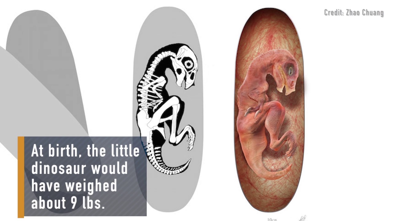'Baby Louie,' the Fossilized Dinosaur Embryo - YouTube