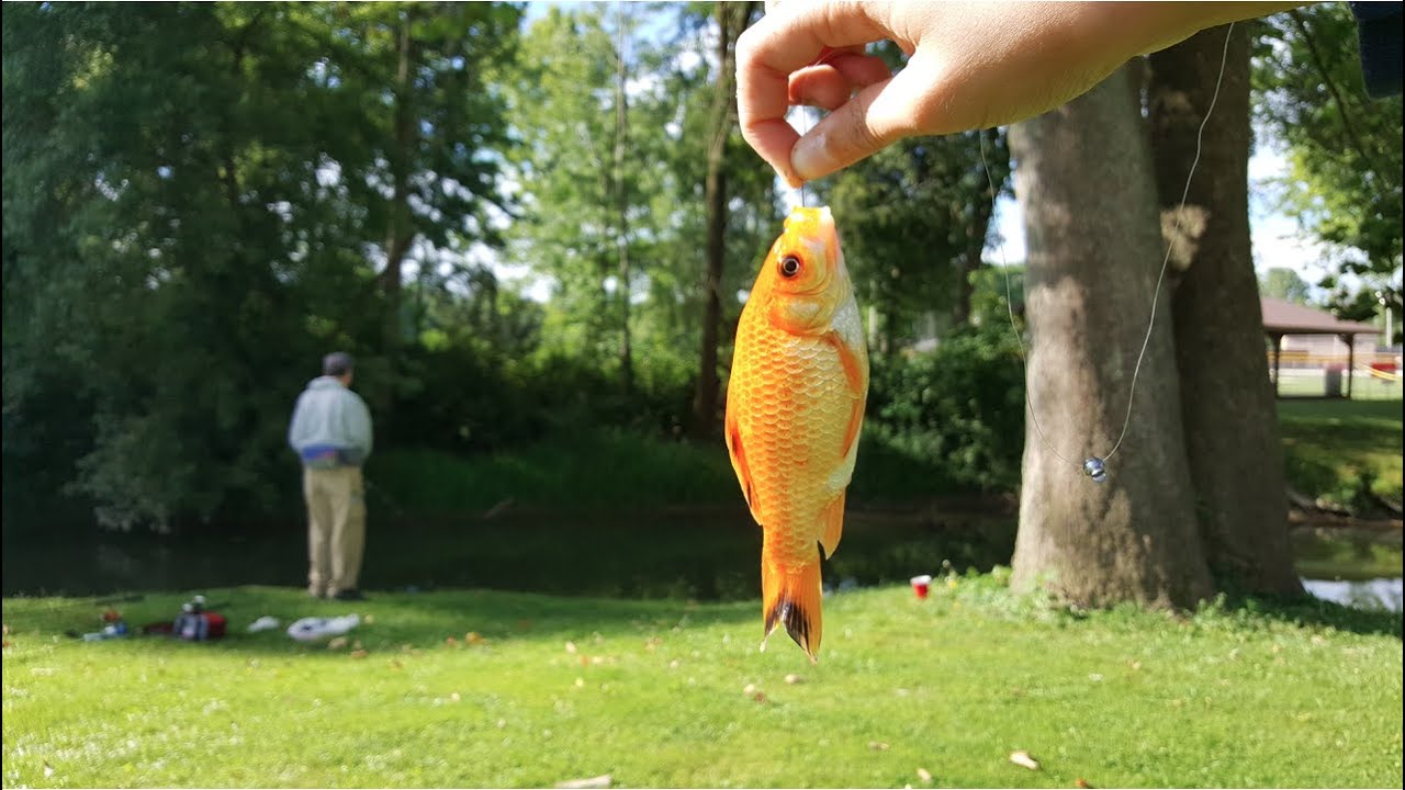 I caught a Goldfish!!!!!!!!!!!! - YouTube