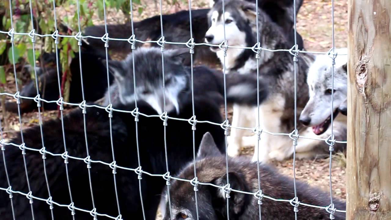 Wolves Play Fighting - YouTube