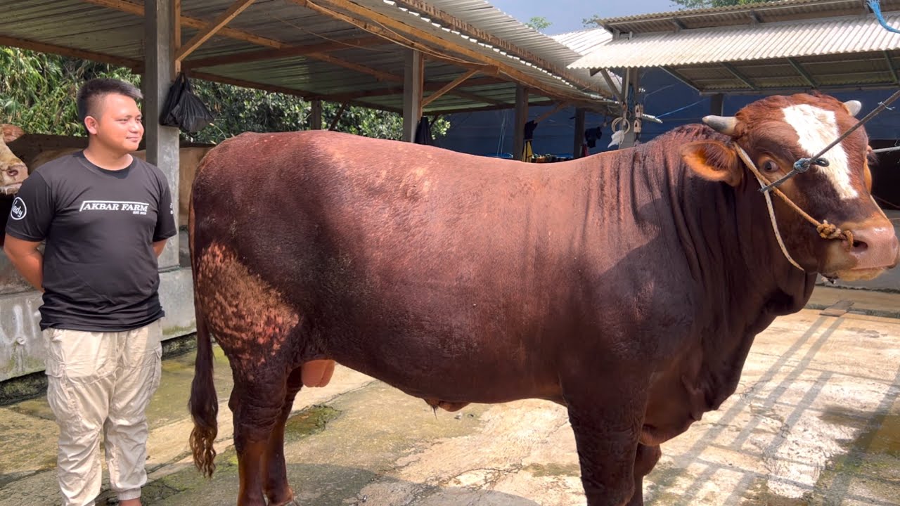 KANDANG SAPI KURBAN TERMURAH SE JAWA TENGAH AKBAR FARM READY RATUSAN ...