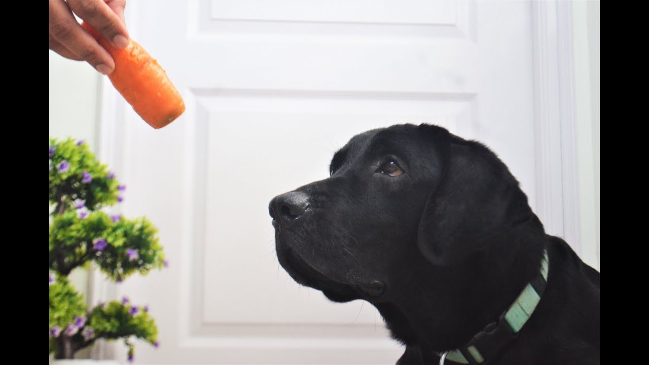 Black Lab eating carrot - YouTube