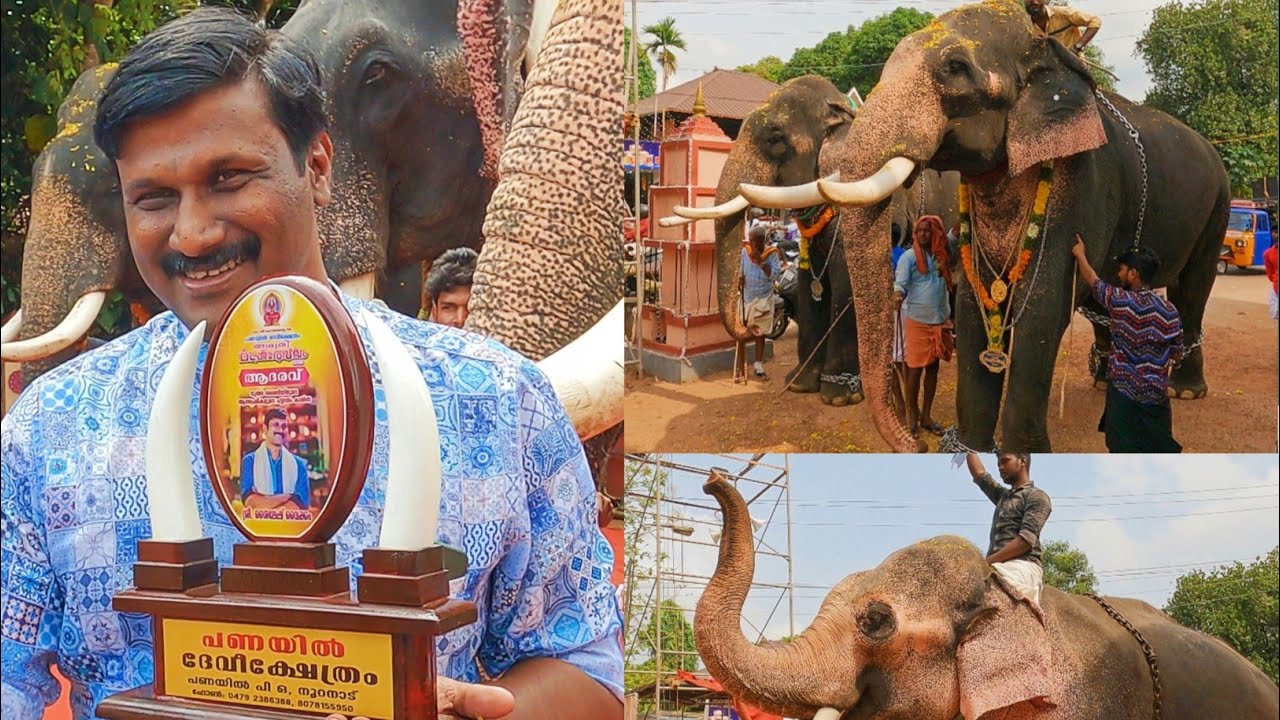 ആനയൂട്ട് | പണയിൽ ദേവി ക്ഷേത്രം നൂറനാട് ആലപ്പുഴ | Anayoottu Panyil Devi ...