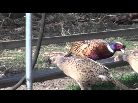 Pheasant Hunting - For the Love of Killing Beauty