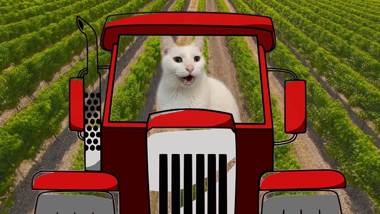 Old Macdonald had a Farm - Cats Version - Singing Cats - YouTube