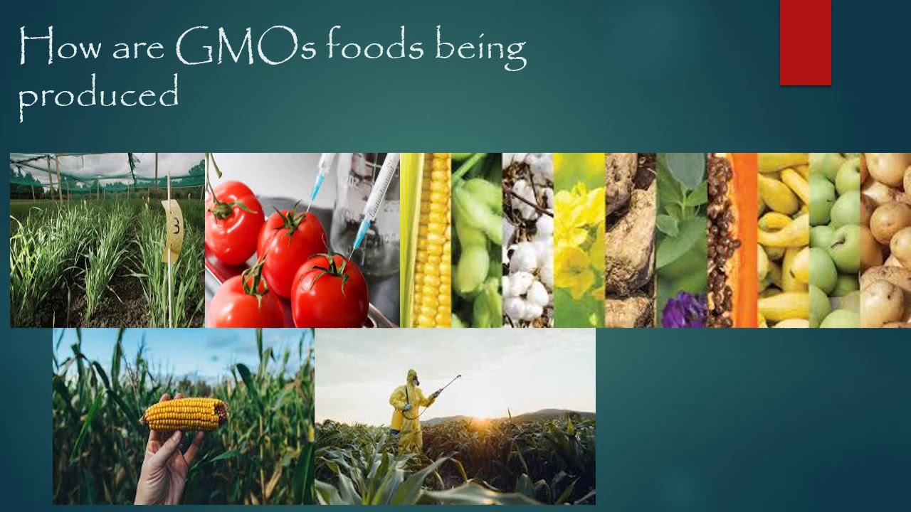 The Ethics and Implication of GMO's to Human Health and the Society - YouTube