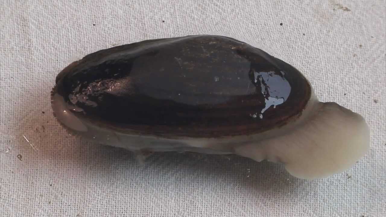 Western Pearlshell freshwater mussel at the Clearwater Commons - YouTube