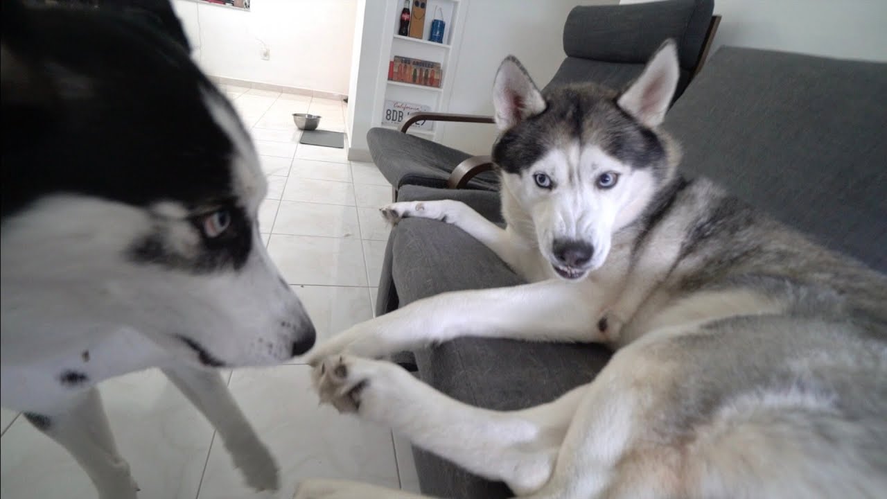 Husky argues with his girlfriend over who gets to get on the couch ...