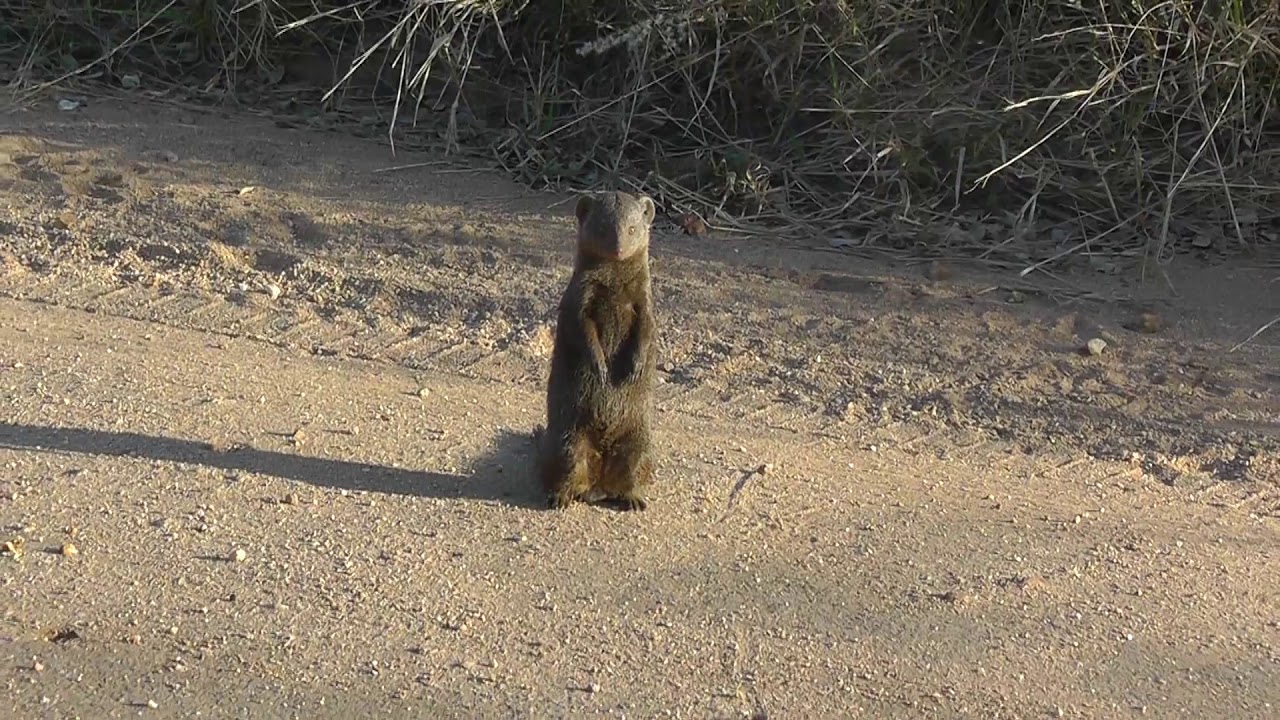 Mongoose - YouTube