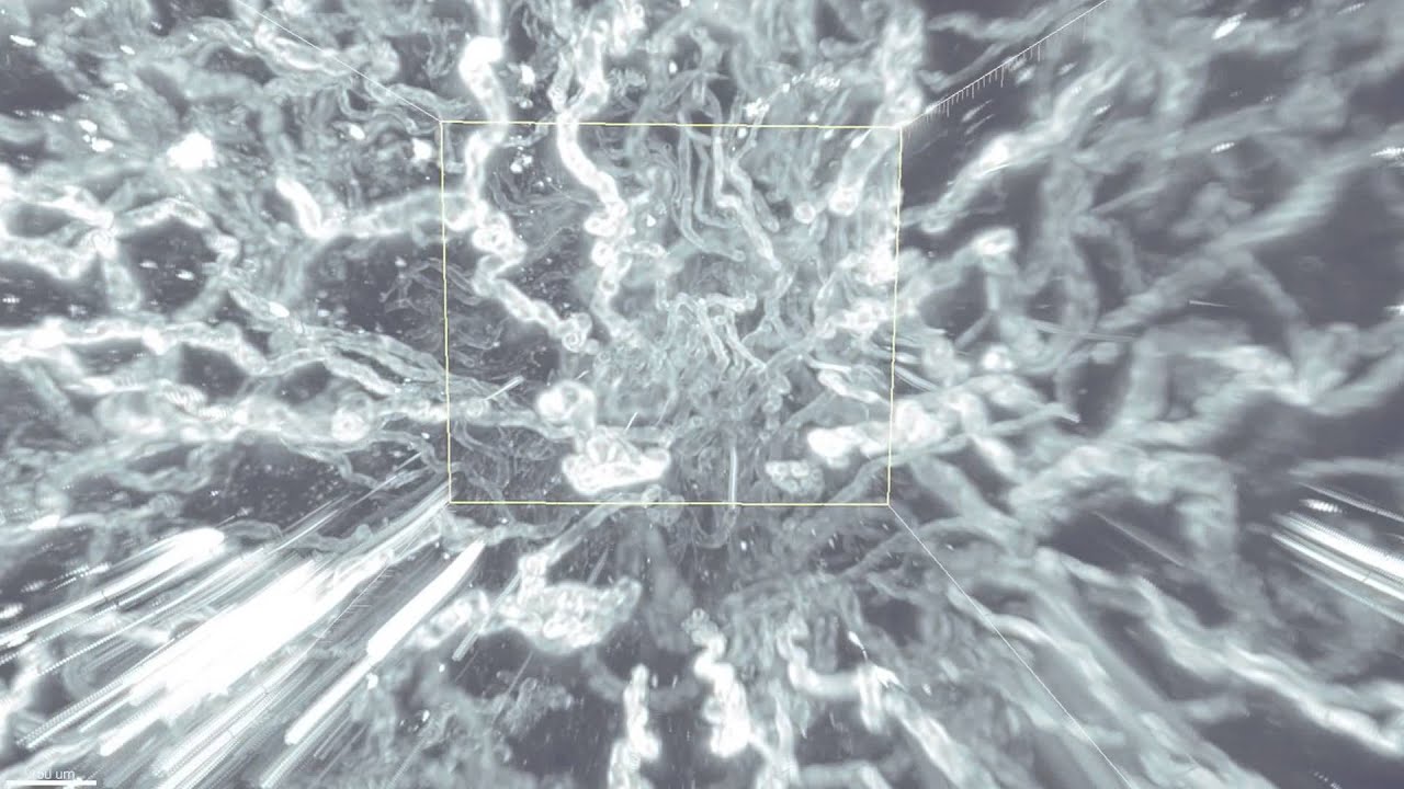 iDISCO: Adult mouse kidney - YouTube