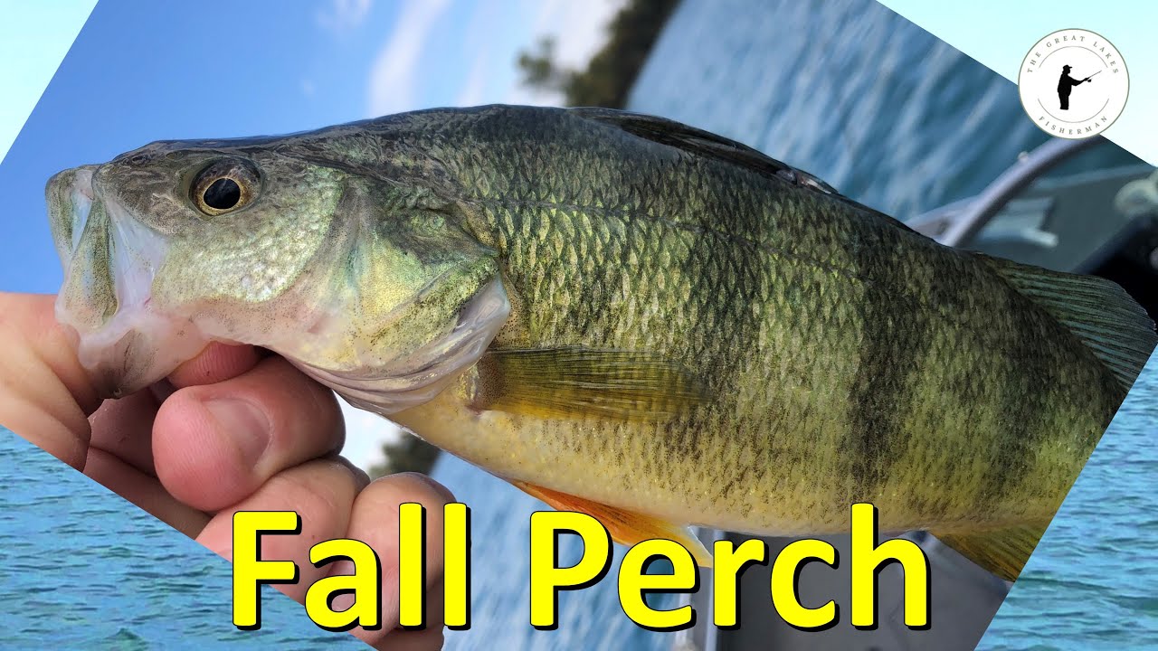 Detroit River Fall Perch - YouTube