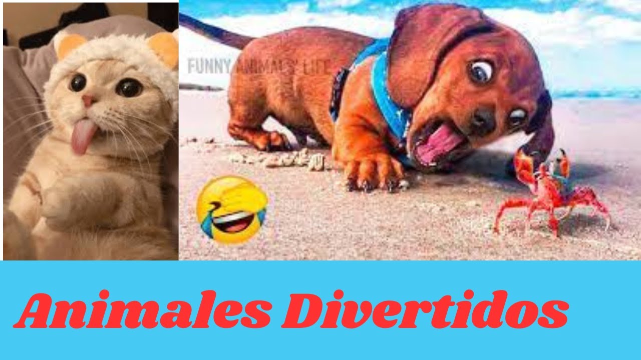 ANIMALES DIVERTIDOS Y CHISTOSOS, FUNNY ANIMAS, FUNNY PETS, Comenta ...