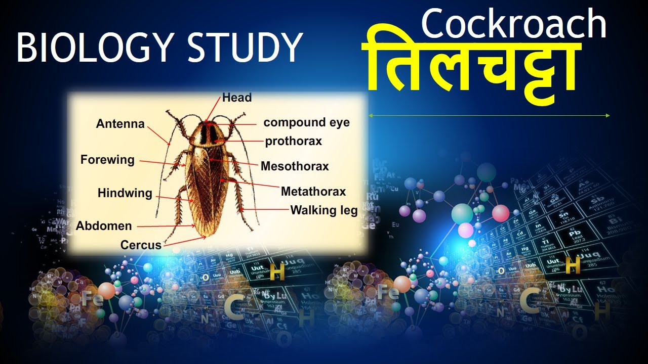 Biology Study - Cockroach अकशेरुकी कॉकरोच तिलचट्टा Tilchatta Cockroach ...