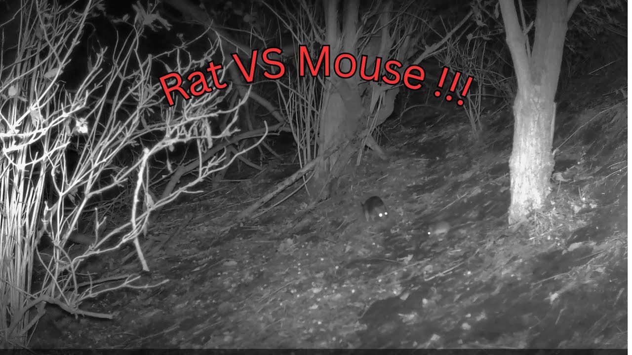 Rat VS Mouse !!! - YouTube