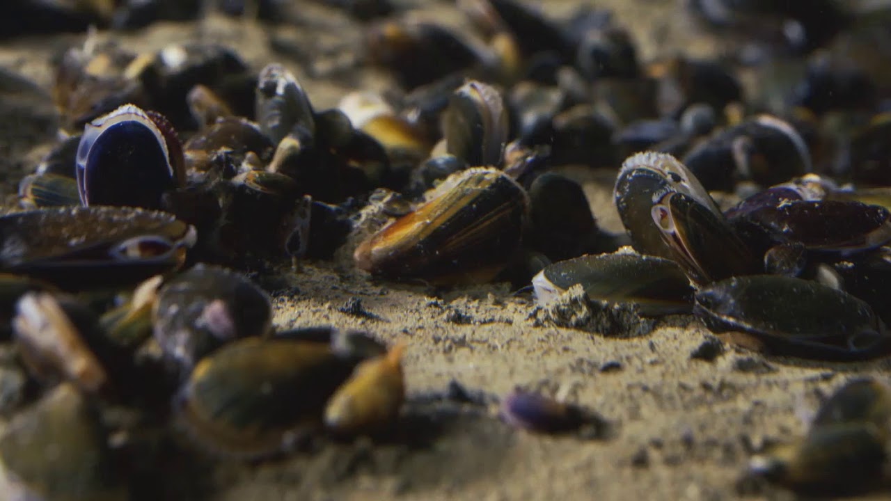 De Wereld van het WAD - Mossel (VO) - YouTube