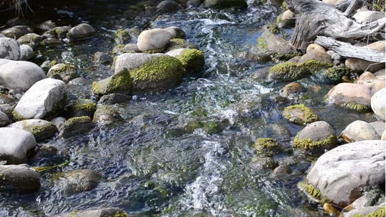 Natural Running Water | Silent Water Stream With Birds Sound ...