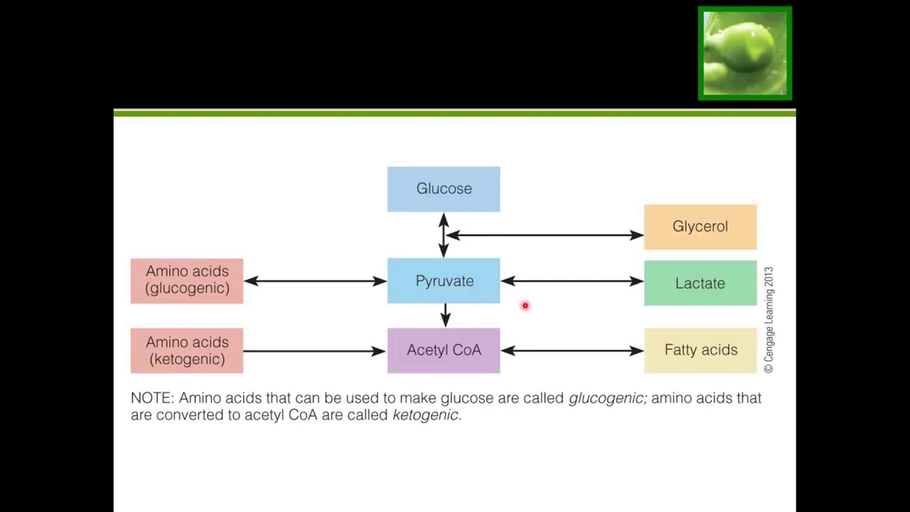 The Science of Fasting vs Feasting - YouTube