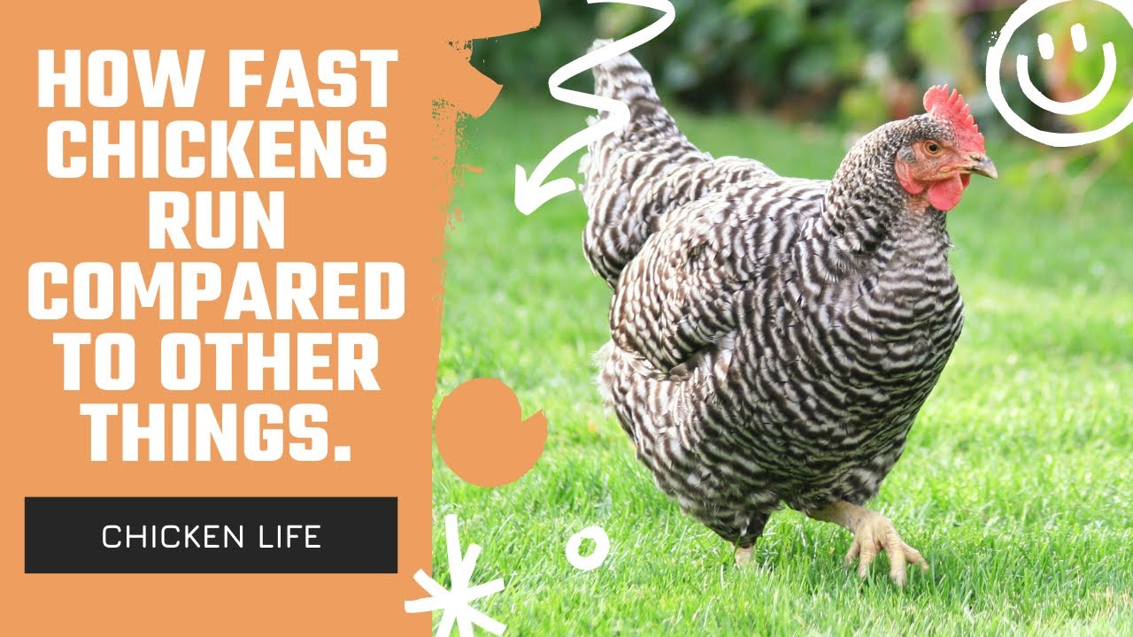 How Fast Chickens Run Compared To Other Things. - YouTube