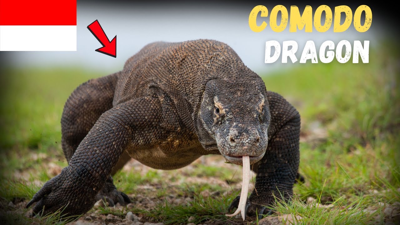 The Fierce Komodo Dragon: King of the Islands | Documentary - YouTube