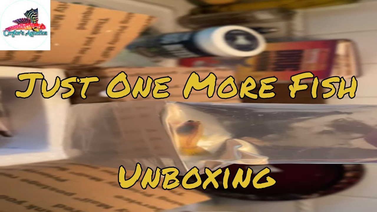 Sunday Fish Unboxing Sent 13 Days Ago By Just One More Fish - YouTube
