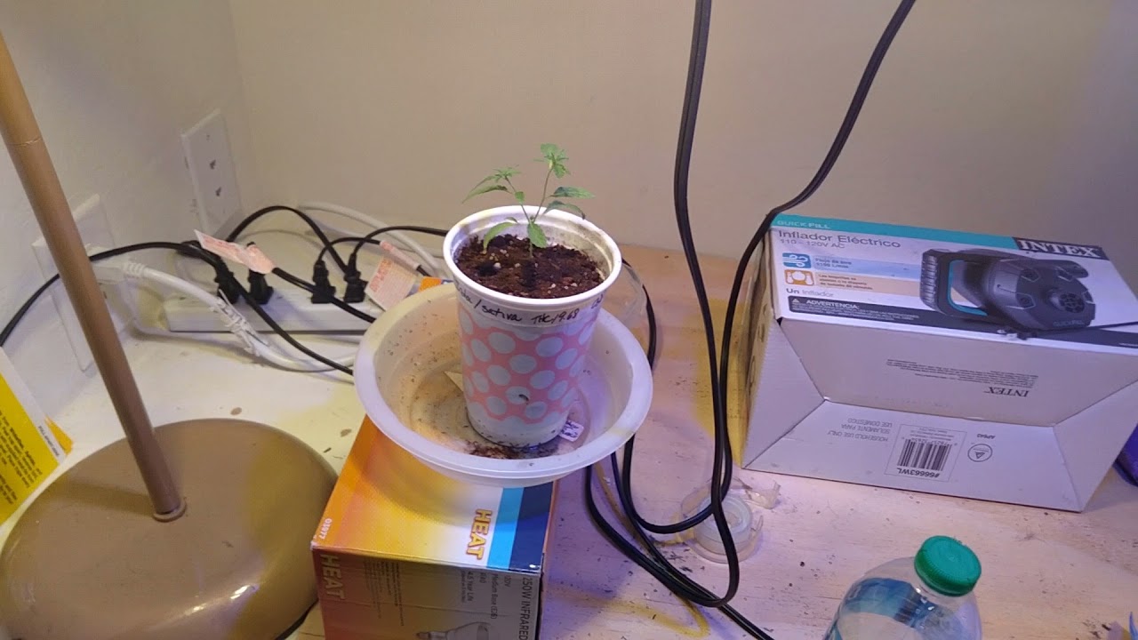 Old School Weed Growing From Seed to Plant part 1 - YouTube