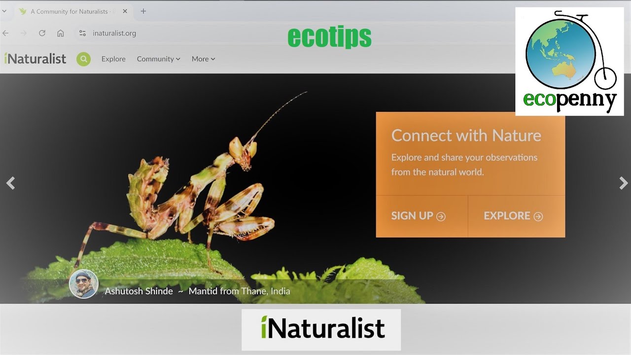 iNaturalist Tutorial - YouTube