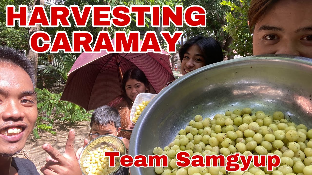 HARVESTING CARAMAY-UMUULAN NG CARMAY 😍 - YouTube