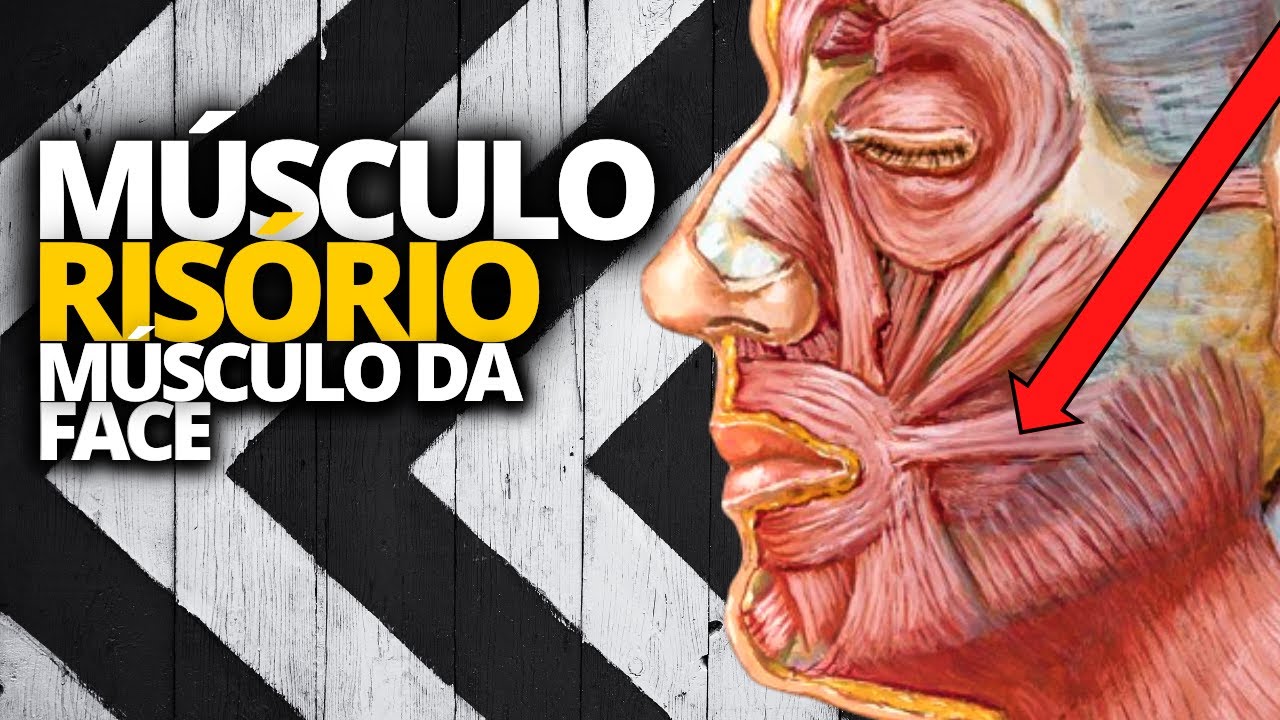MÚSCULOS - MÚSCULO RISÓRIO - YouTube