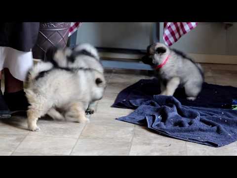 Keeshond Puppies for Sale
