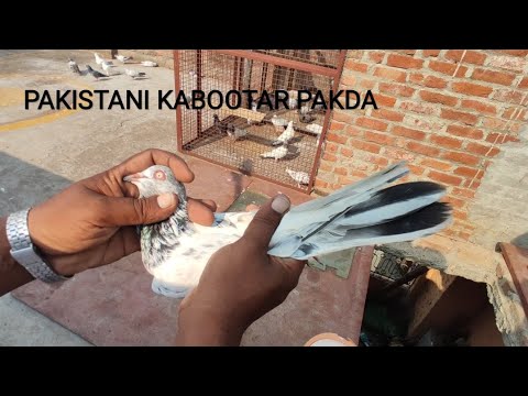 PAKISTANI KABOOTAR PAKDI HASEEN USTAAD PEGION - YouTube