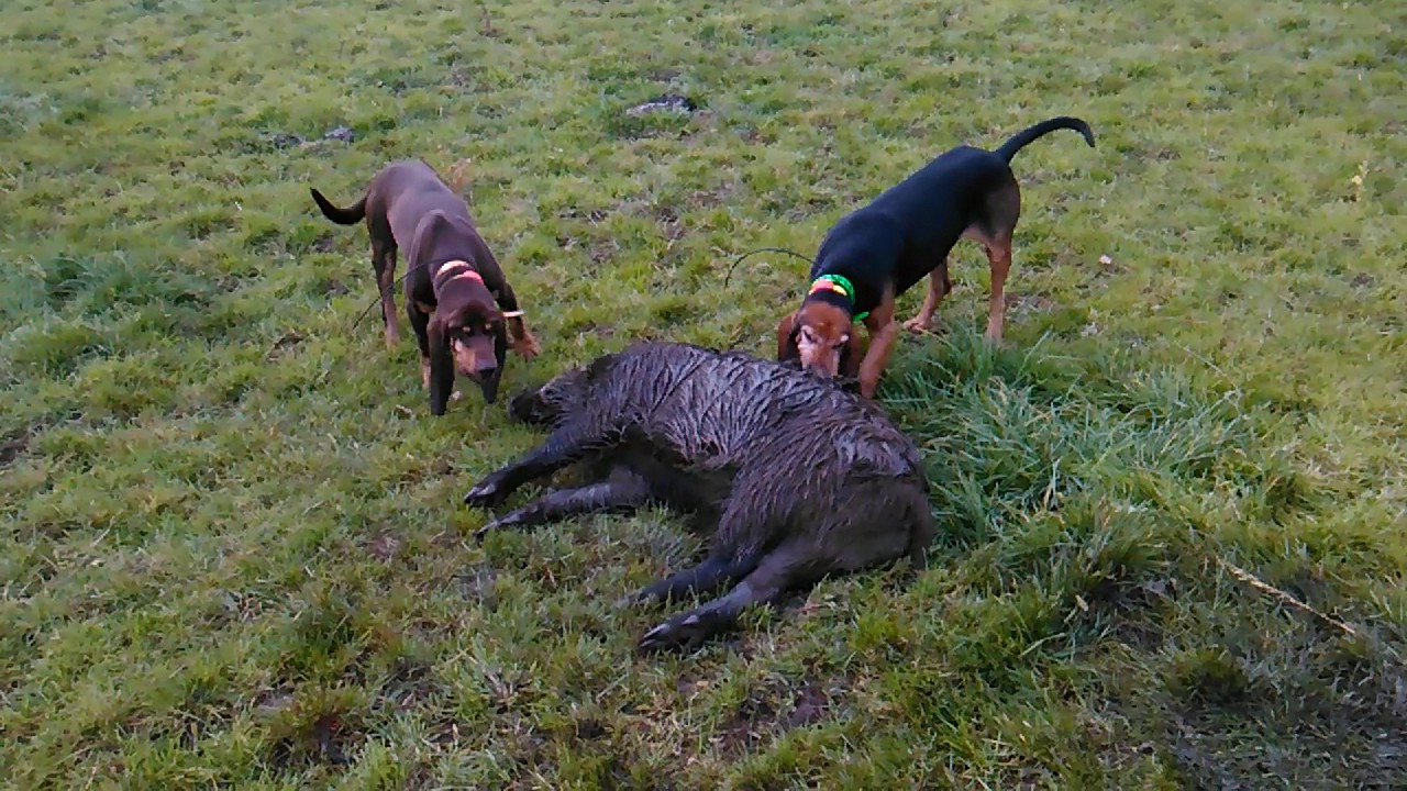 Sanglier mort - YouTube