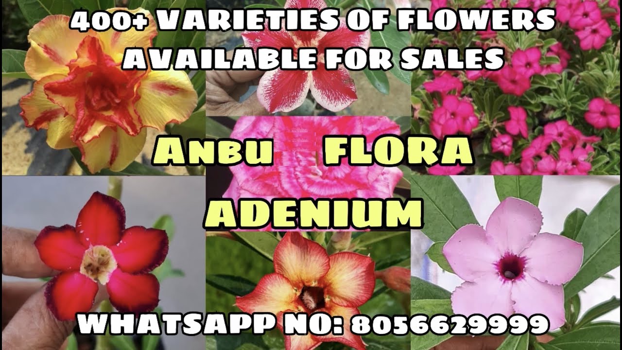 Adenium Plants Sales & Prices | Anbu Flora Adenium | Plants | Flowers ...