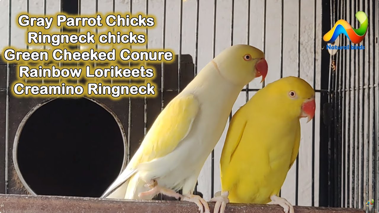 Naveed Birds Setup | Gray Parrot Ringneck Green Cheeked Conure Rainbow ...