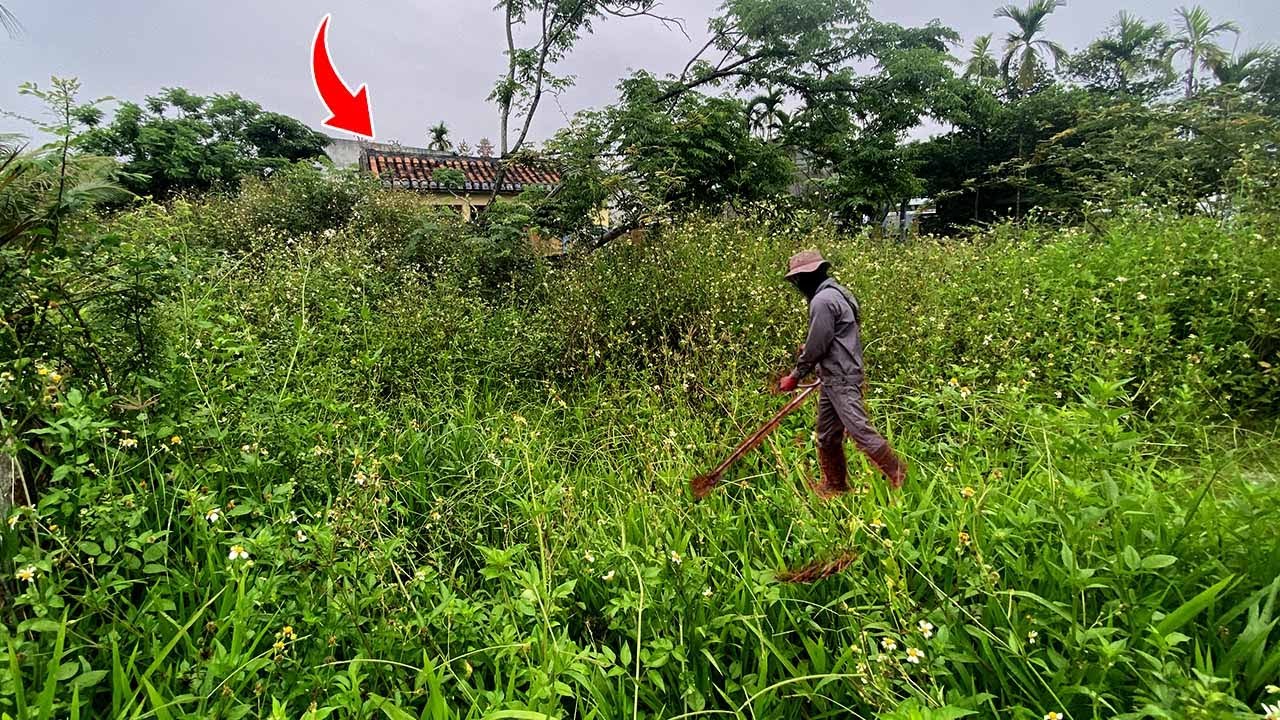AMAZING transform overgrown front yard lawn | Overwhelmed by the lawn ...
