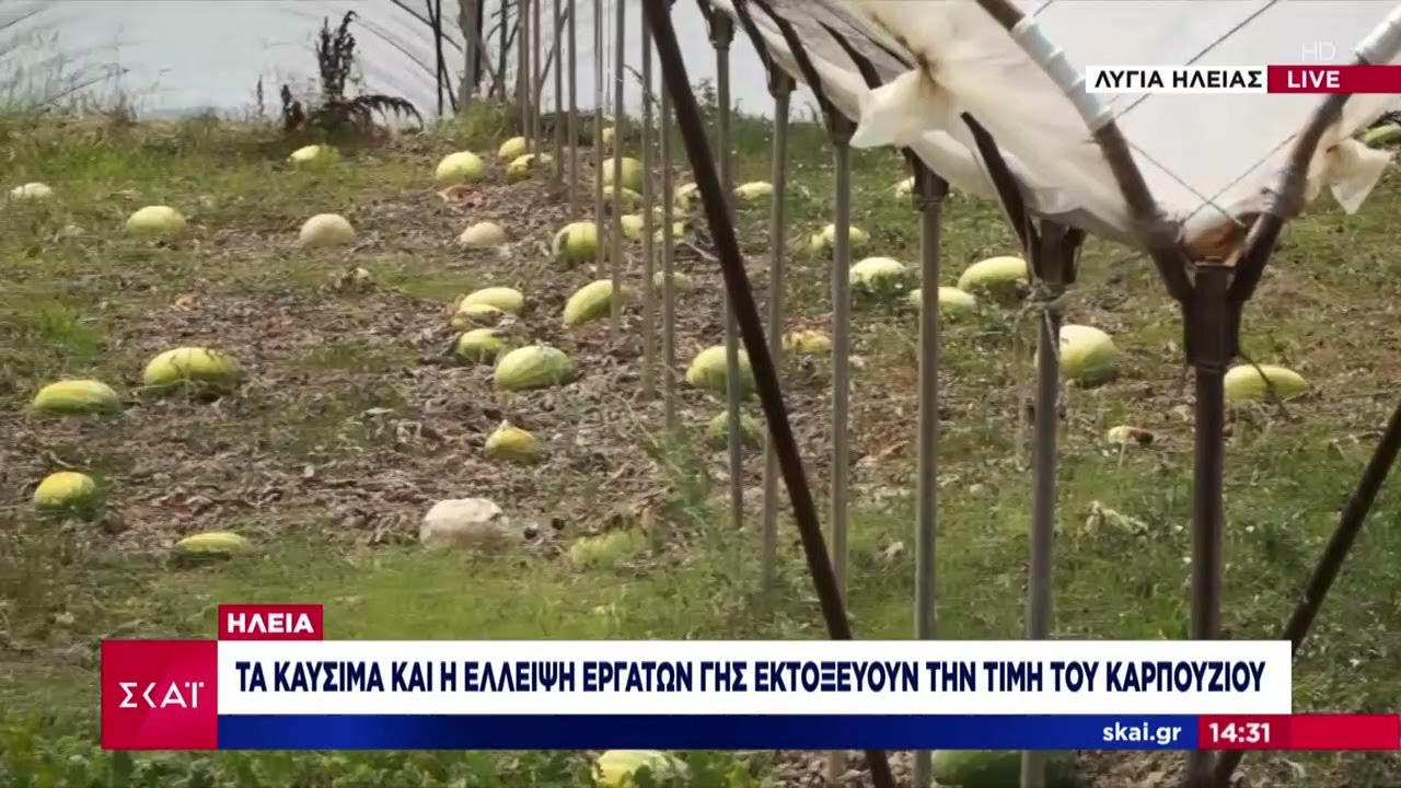 Τα καύσιμα και η έλλειψη εργατών γης εκτοξεύουν την τιμή του καρπουζιού ...