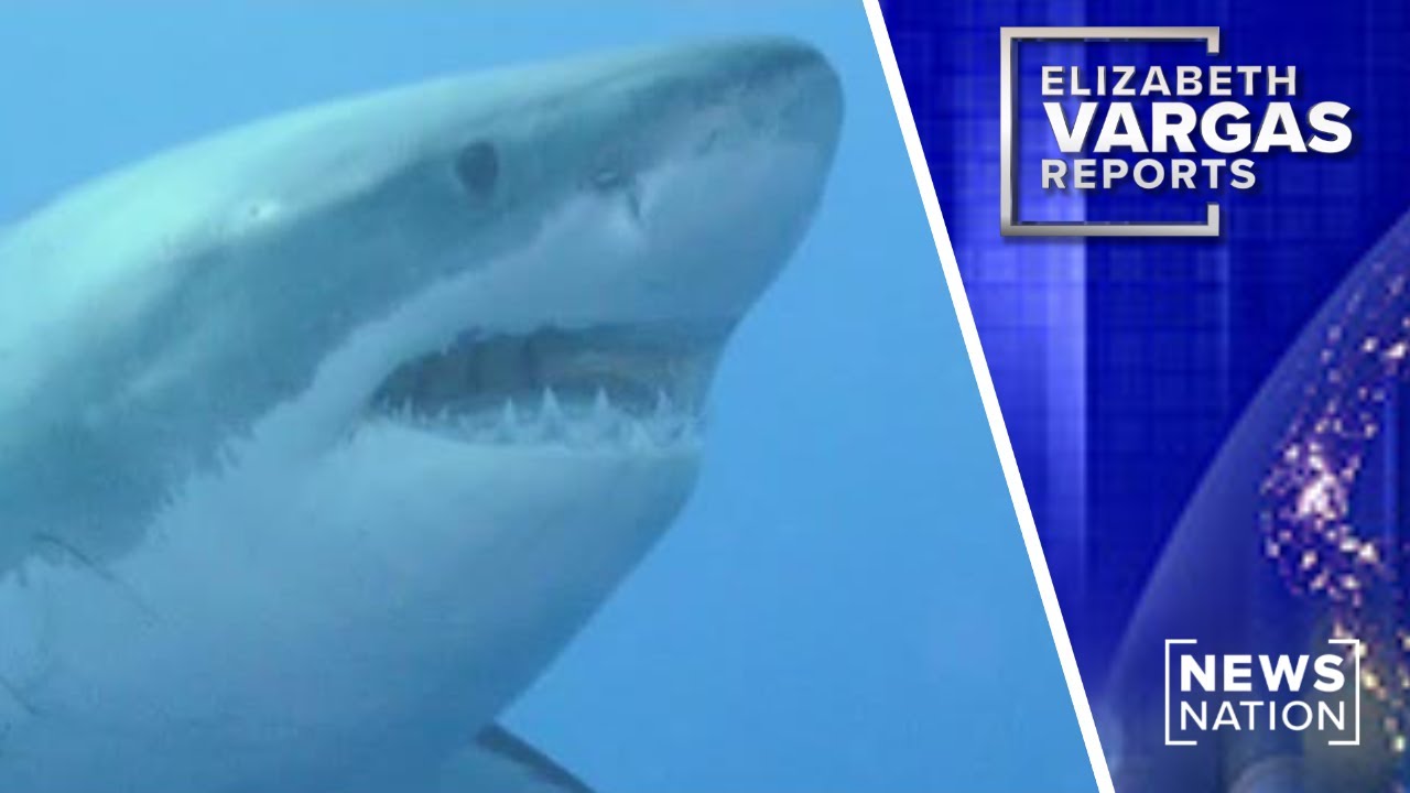 Australia is 'the perfect home for sharks': Wildlife biologist ...