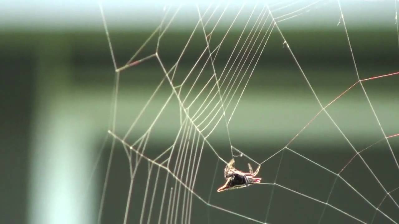 Spiny Orb-Weaver Spider Building a Web - YouTube