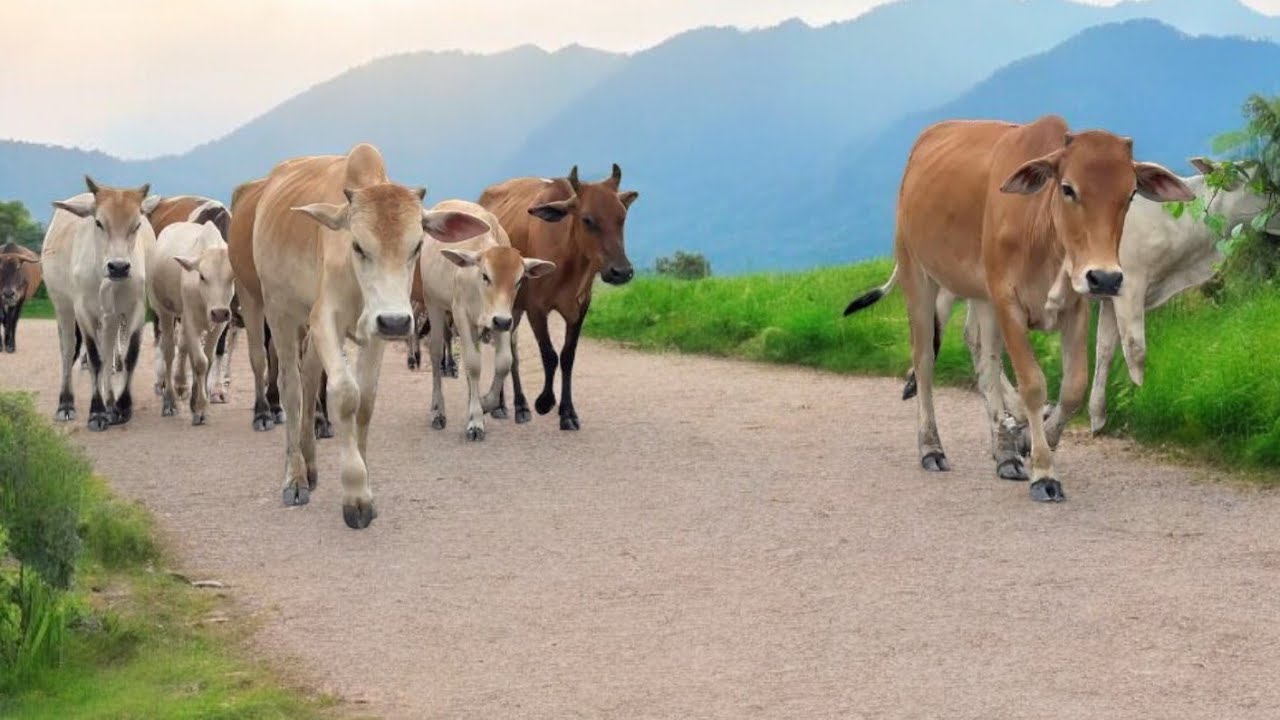 PERJALANAN SAPI LEMBU MOO - SAPI LARI LARI DAN BERAKHIR SANTAI KEMBALI ...