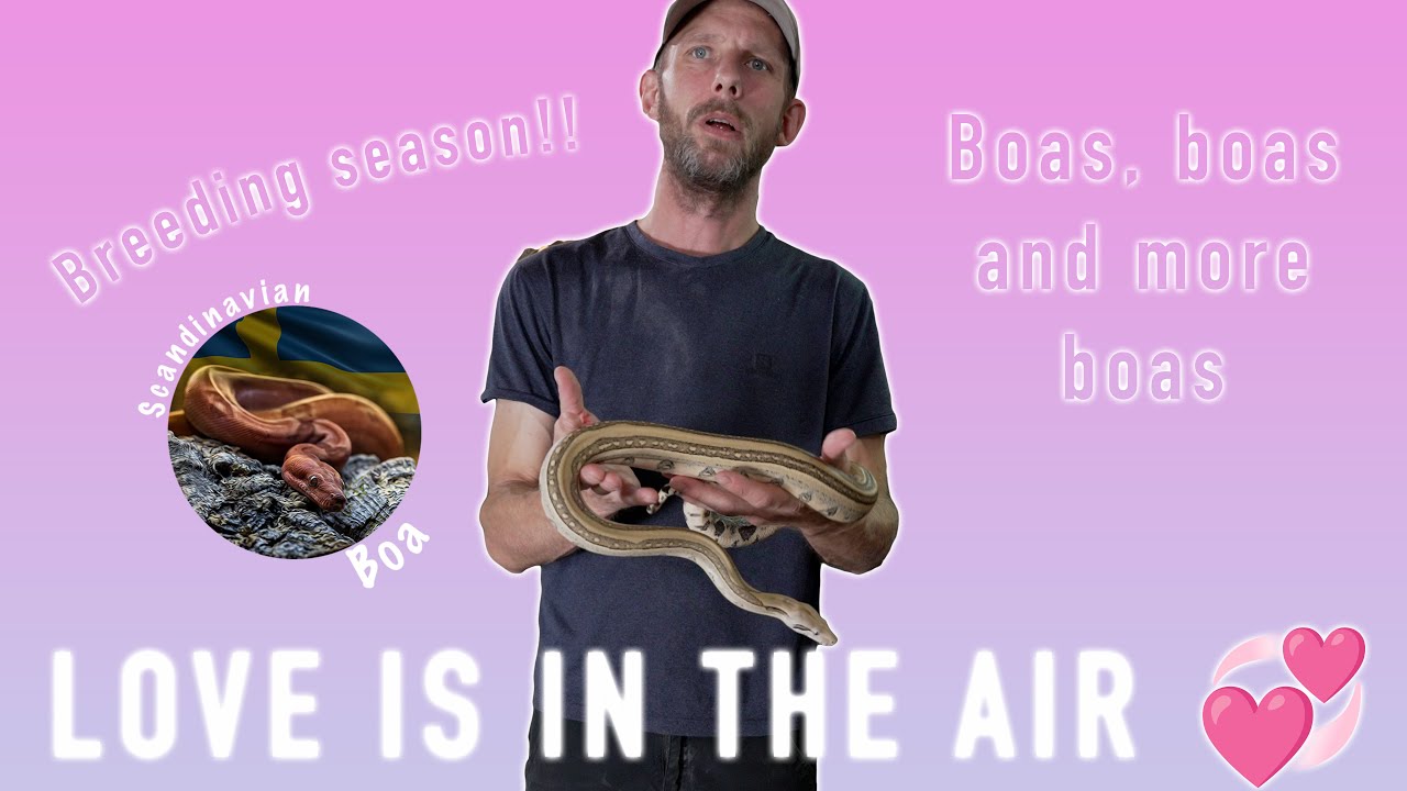 Boas, boas and more boas!! Breeding season has begun and some ...