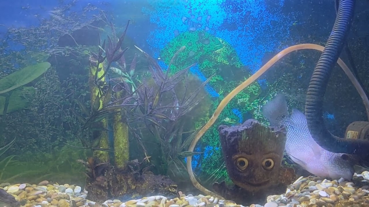 Perjuangan Hidup dan Mati || Predator Fish || Lohan fish - YouTube