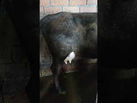 Memesini Bile Yıkatmayan İnek  BIKTIK BIKTIK😭