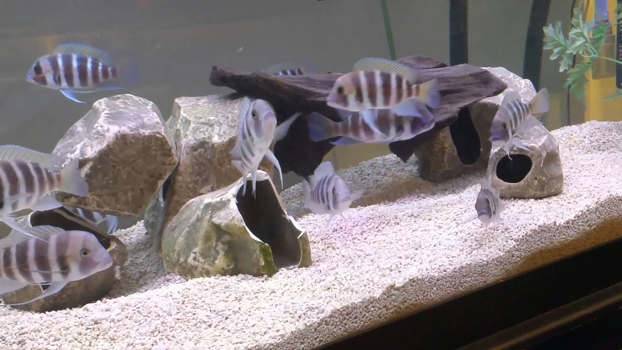 frontosa Cichlids. 15 months old.. 90 gallon tank. - YouTube