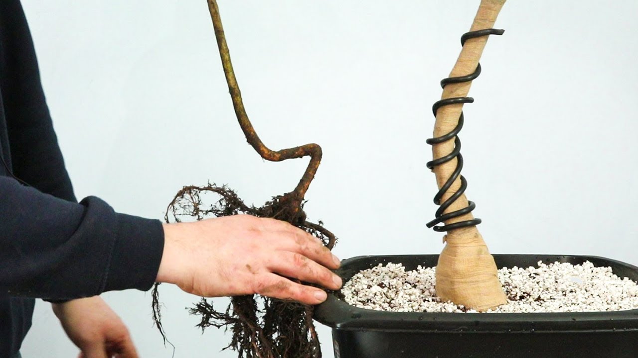 Exposed root hawthorn fusion - YouTube