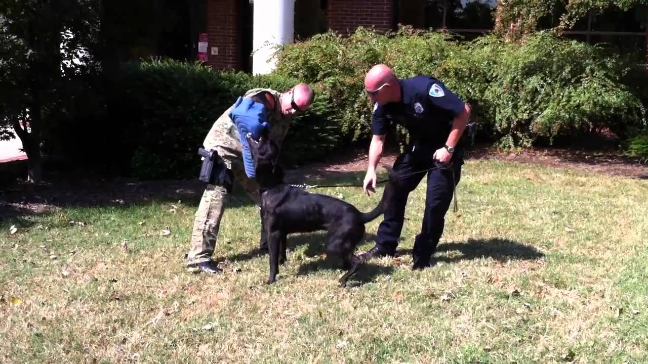 City of Hickory Police K-9 Unit Demonstration - YouTube