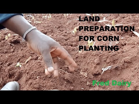 LAND PREPARATION FOR CORN PLANTING - YouTube