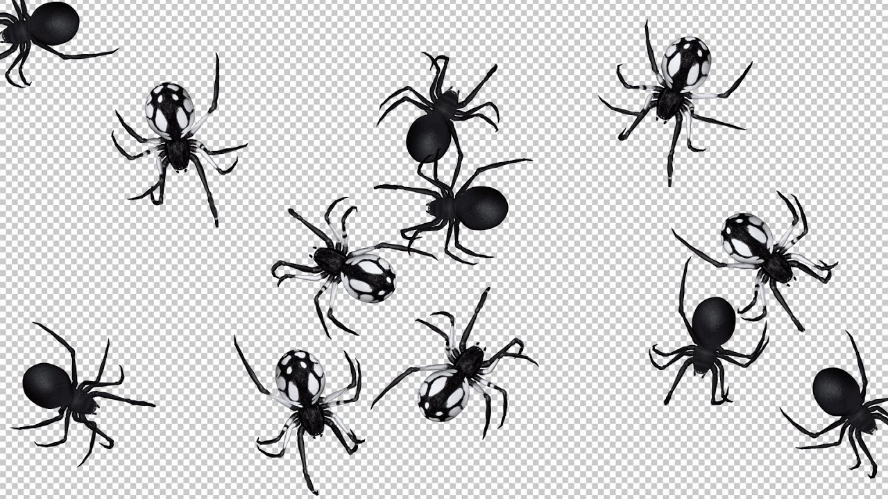Spider Swarms - Crawling Loops - YouTube