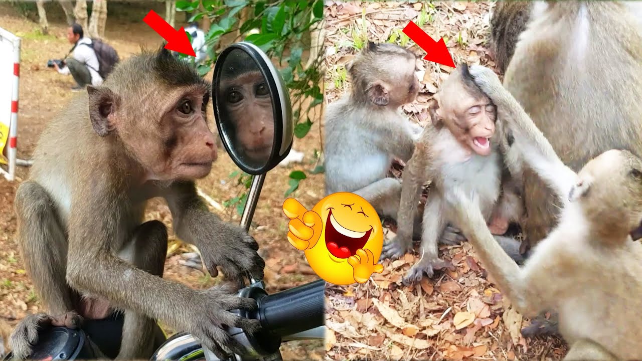 Delighted this video & Try not to laugh with funny little monkeys ...