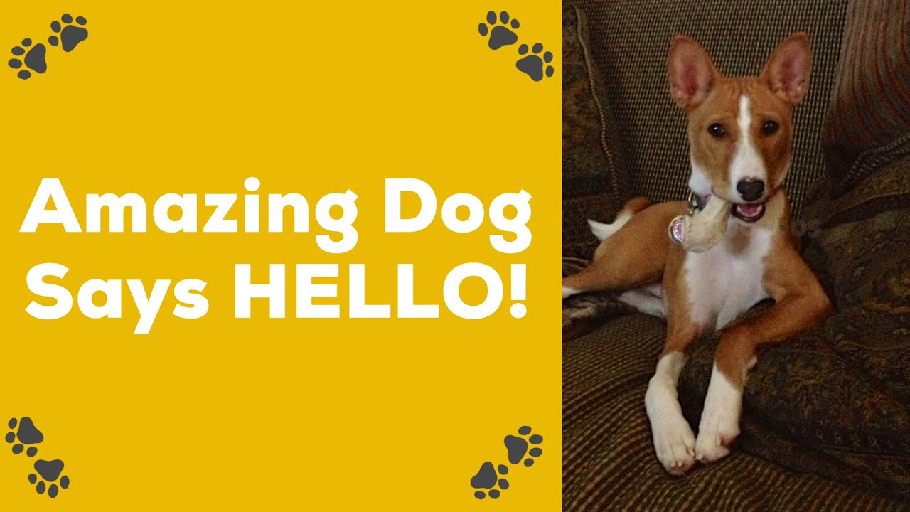 Amazing Dog Says HELLO! - YouTube
