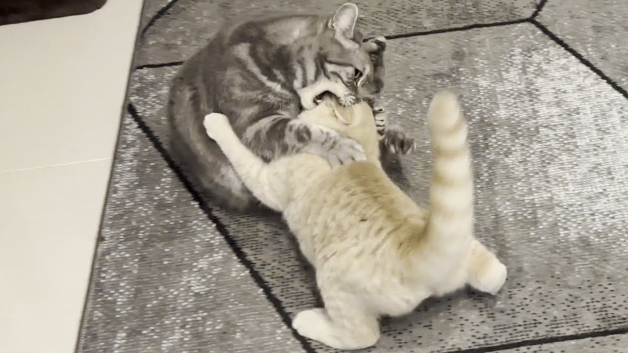 Kitten Vs Cat || When Kitten Energy and Age Clash - YouTube